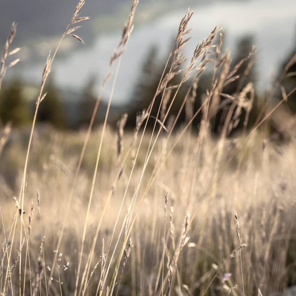 玫瑰金男士腕表自动上链Master Ultra Thin Moon超薄大师系列月相腕表Q1362511 | Jaeger-LeCoultre积家